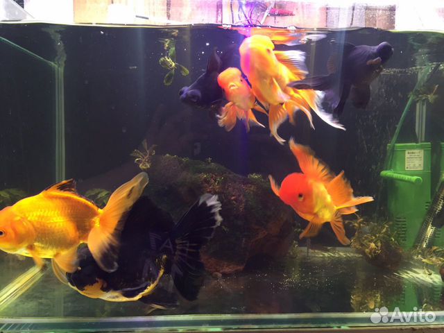 Оранды в дар