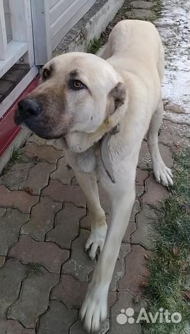 Алабай (кангал) в добрые руки