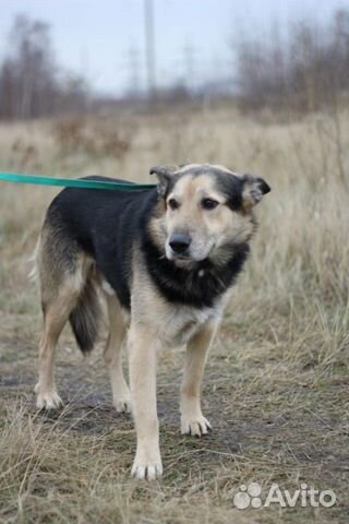Скромный и тихий Веня в дар