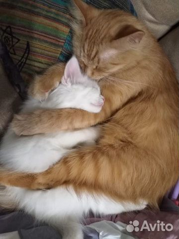 Продается белый котенок