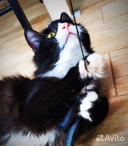 Котики Лучик в поиске дома