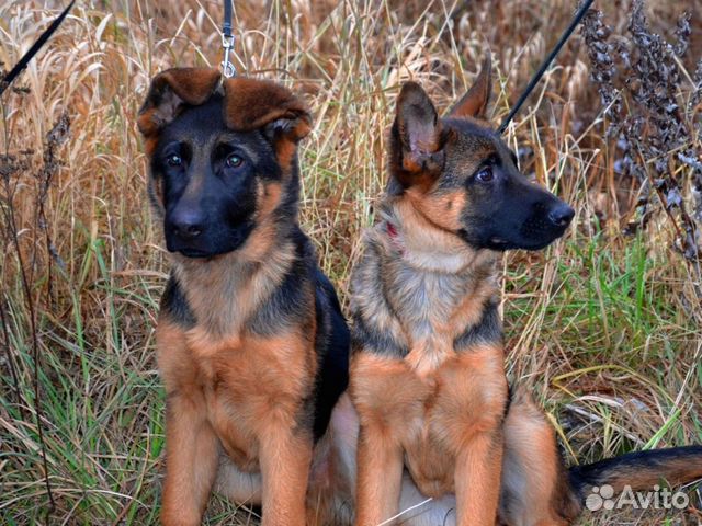 Супер Щенки Немецкая Овчарка