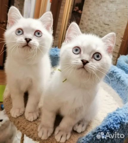 Британские голубоглазые коты