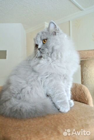 Котята британские длинношерстные