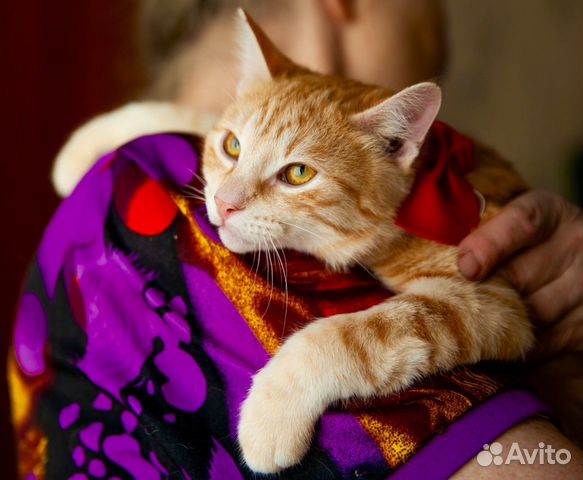 Котята Рыжее Сокровище в дар в добрые рукм