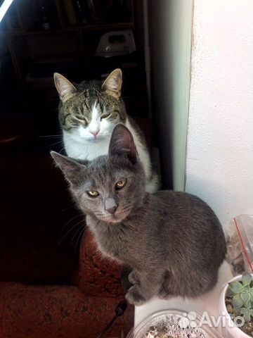 Котёнок