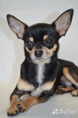 Ветром надуло кобель для вязки.Щенки