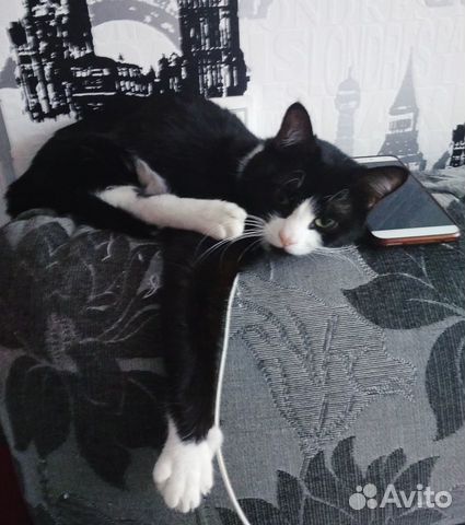 Котик обормотик. доставка