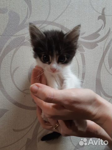 Котята в Подарок