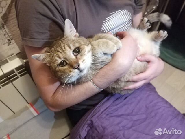 Особенный котик с грустными глазами