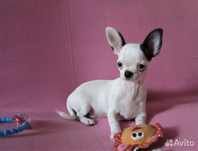 Чихуахуа мальчик