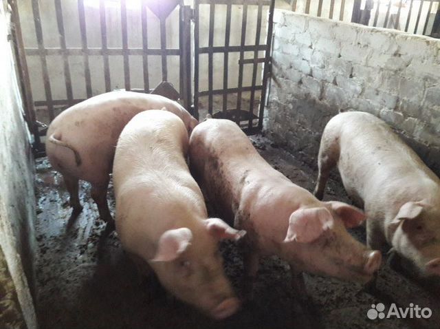 Продажа свиней живым весом