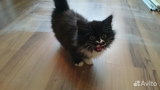 Котенок-счастливчик на Новый Год :)