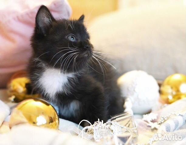 Любитель обниматься Робин ищет дом