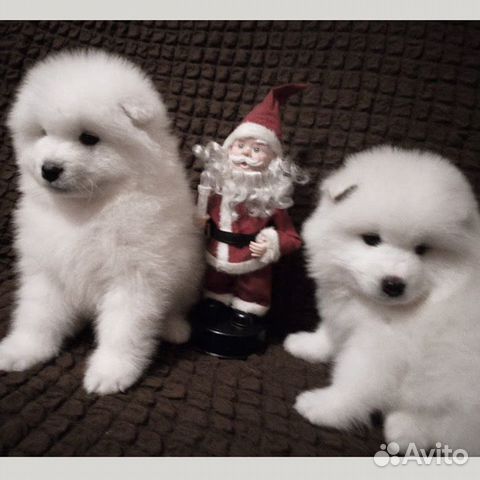 Зимняя сказка - самоед