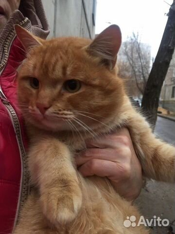 Кот красавец в самые добрые руки