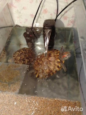 Морские черепашки