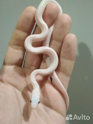 Обсолета леуцист