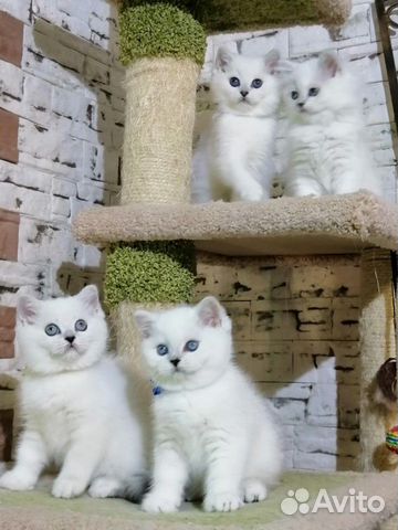 Британские котята