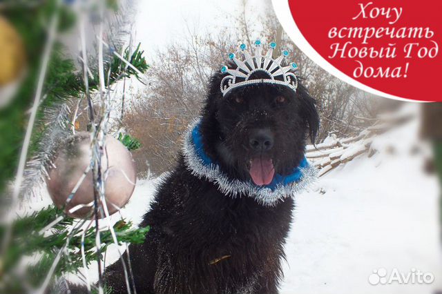 Пушинка - яркая внешность и чудный характер