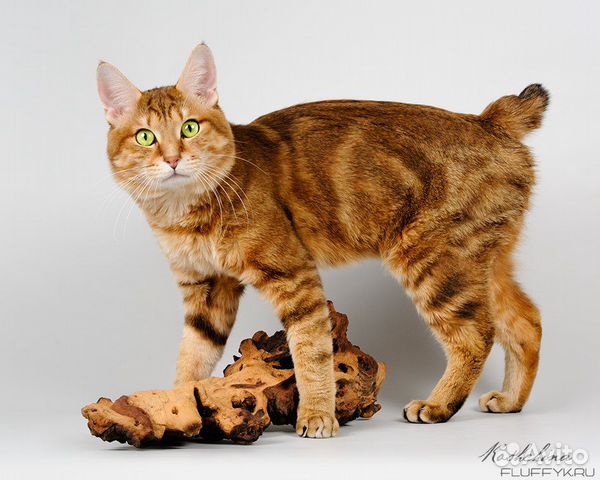 Котята от этого папы-кота