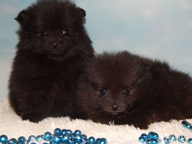 Черное золото-шоколадногенные