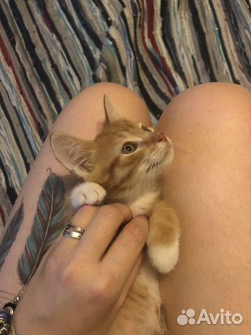 Отдам котенка рыжего с белым Тигру