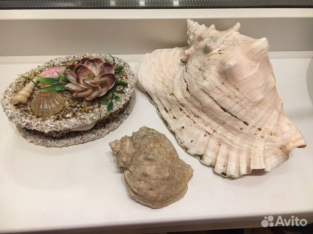 Ракушки и шкатулка