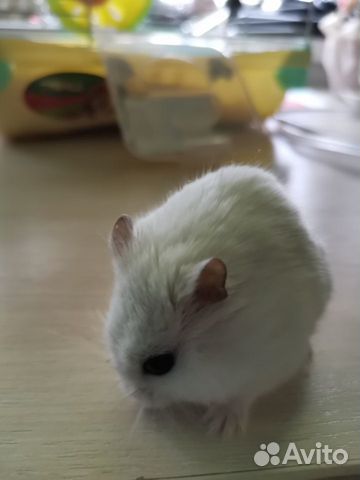 Отдадим хомяка в добрые руки