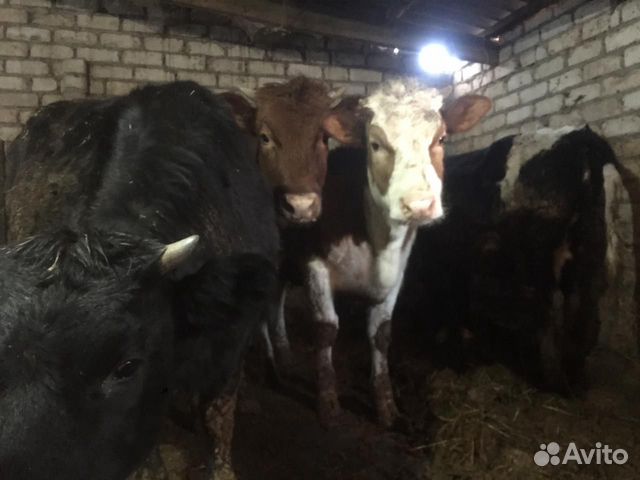 Продам телок