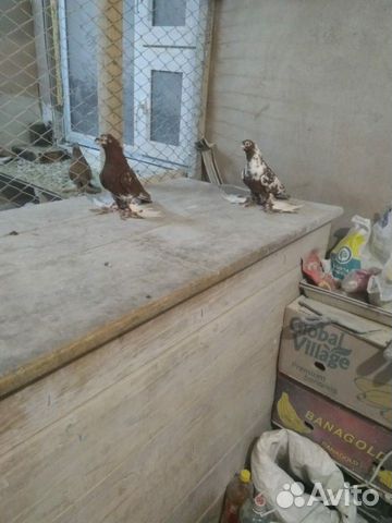 Узбекские голуби