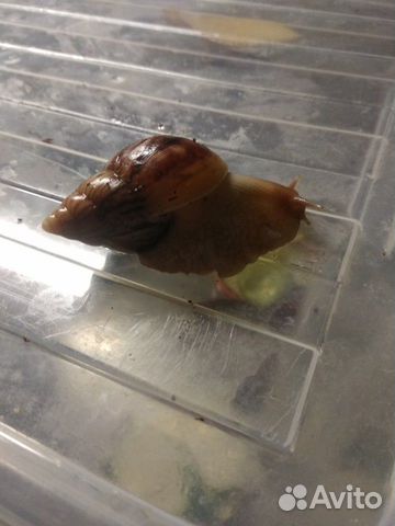 Улитка ахатина