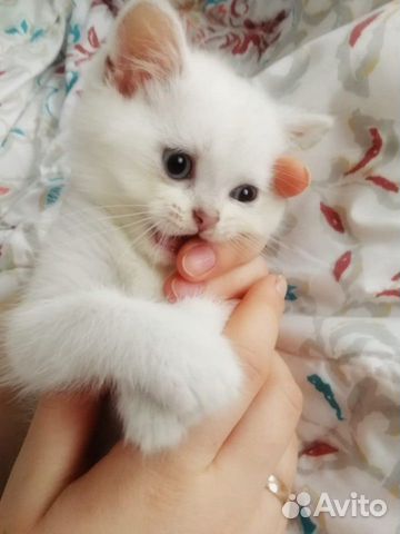 Чистокровный шотландский котенок