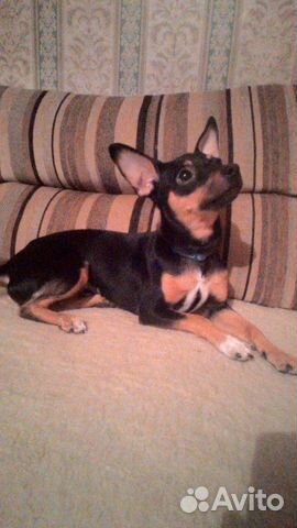 Вязка собака молодая свое дело знает