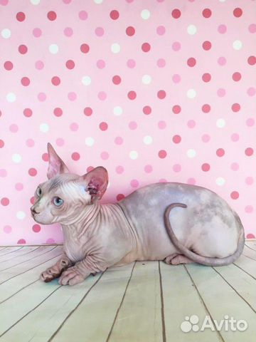 Девочка Бамбино