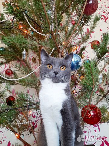 Молодой котик, метис британца