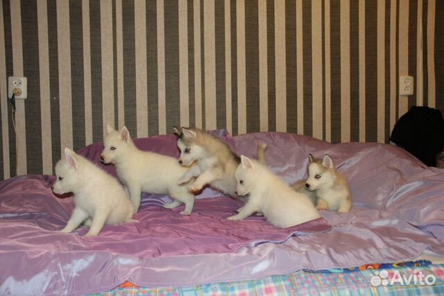 Щенки Сибирского Хаски