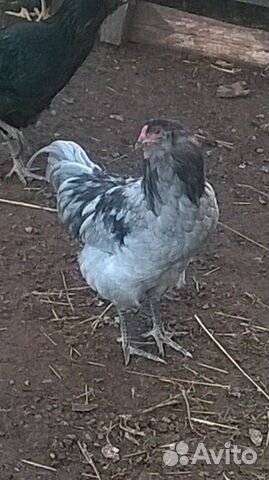 Куры борковские и котляровские