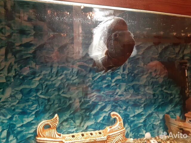 Бриллиантовая Цихлазома