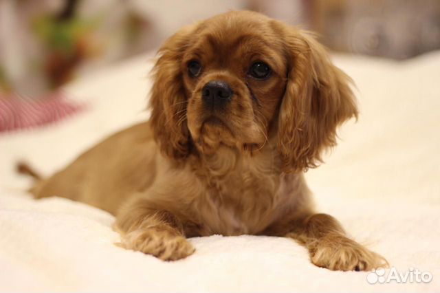 Щенки Кавалер Кинг Чарльз спаниель