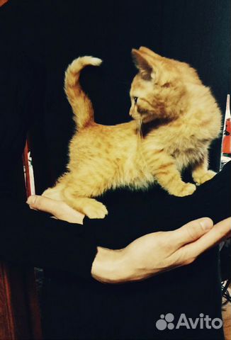 Рыжий котёнок в добрые руки (с лотком)