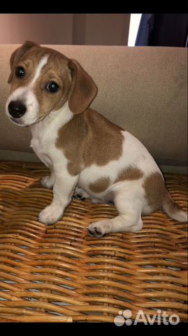 Джек Рассел терьер