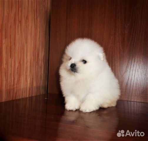 Стильные и гламурные померанчики