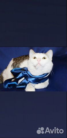 Очень плюшевый котик