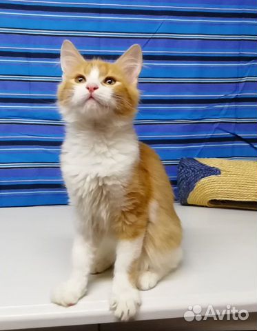 Котенок Кеша ищет дом