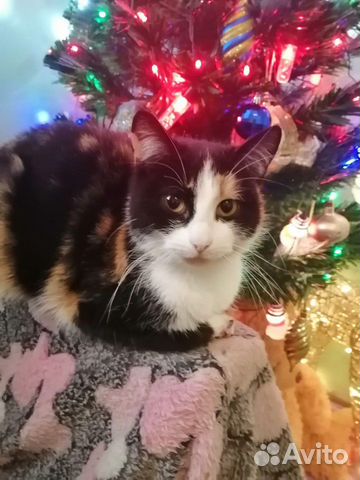 Трёхцветная красавица ищет дом и заботливую семью