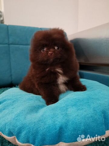 Кобель померанского шпица. окрас шоколадный