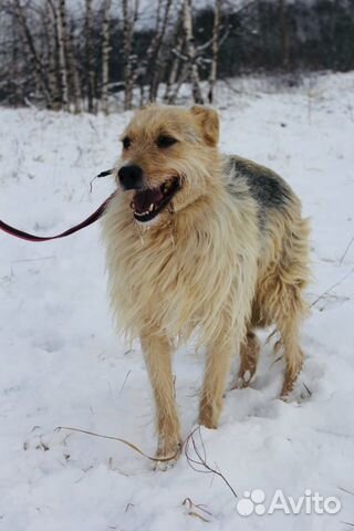 Само очарование отдам собаку в добрые руки