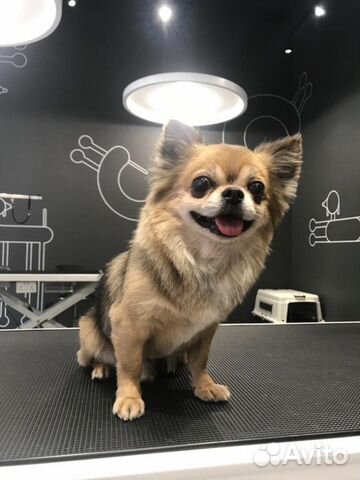 Чихуа Вязка Мальчик