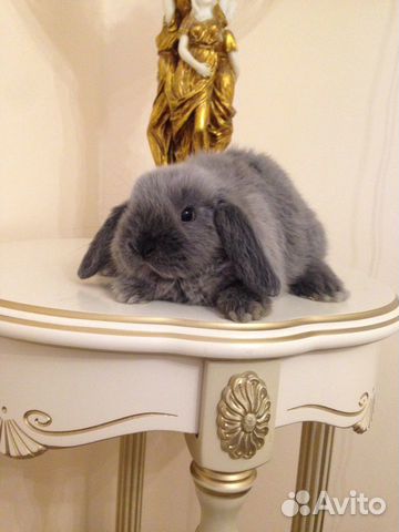 Вислоухие крольчата